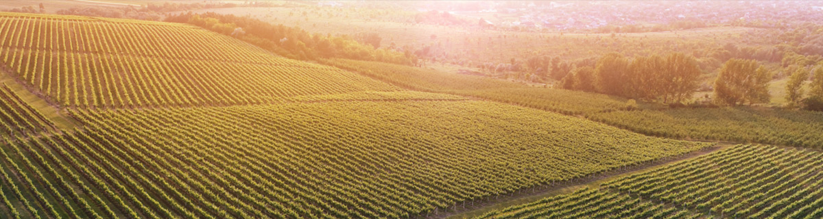 WineStone – Grupo José de Mello